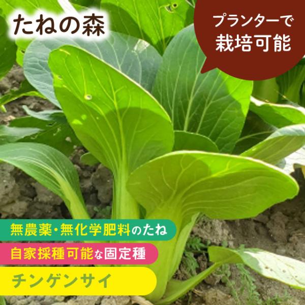 アブラナ科　約500粒入蒔き時：3月下旬〜4月・9月〜10月収　穫：5月〜6月・10月〜12月シャキシャキとした食感が人気の中国野菜で、油炒めや煮物、和え物などに！プランターでも容易に栽培できます2025年9月 発芽率 90%以上採種地 ア...