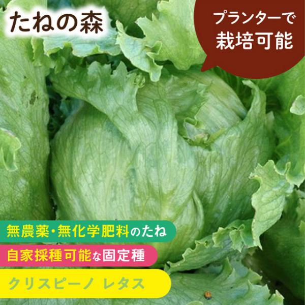 【発売日：2023年01月02日】キク科　約300粒入蒔き時：2月〜3月・8月下旬〜9月収　穫：5月〜6月・10月〜11月緑色の結球タイプのレタス。パリッとした食感でサラダの主役に。炒め物やスープに入れてもおいしい！プランターでも容易に栽培...
