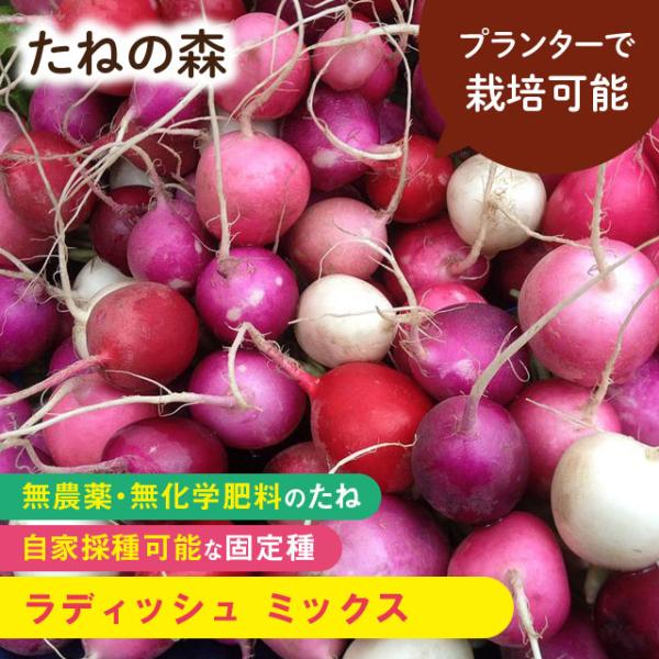 【発売日：2023年01月02日】アブラナ科　約200粒入蒔き時：3月下旬〜4月・9月〜10月収　穫：5月〜6月・10月〜12月丸型の、白・ピンク・赤・紫のラディッシュのミックス。カラフルな収穫に子どもたちも大喜び！プランターでも容易に栽培...