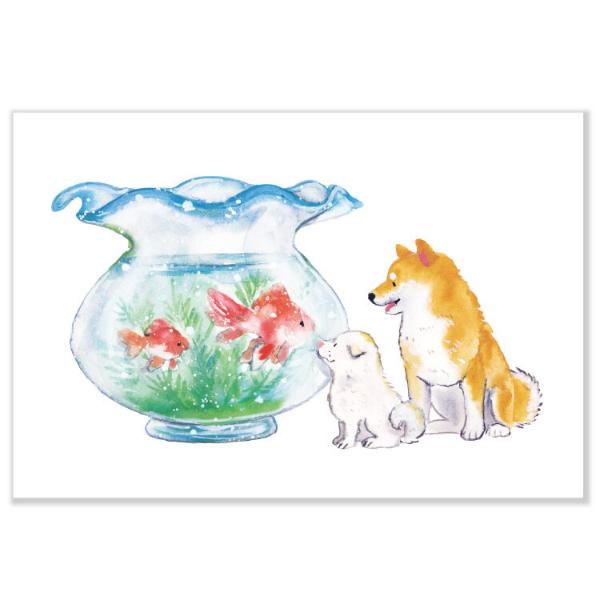 人気イラストレーター「村田なつか」さんの"しばいぬ"シリーズ。夏をテーマに、美しい水彩画で描かれています。柴犬たちの仕草や表情が愛くるしいデザイン。柴犬/白柴/金魚鉢/金魚/水彩イラスト/暑中お見舞い/ハガキ/村田夏佳/紙の厚み：★★☆(一...