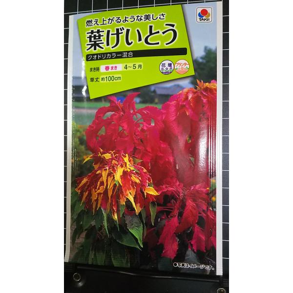 合計350円以下でのご注文は、申し訳ありませんがお受けできなくなっております。在庫切れ防止のため、実際の在庫数より販売可能数を少なく設定しております。まとまった数量をご希望の場合は、お問い合わせください。いろいろな品種を、よりどり３袋以上で...
