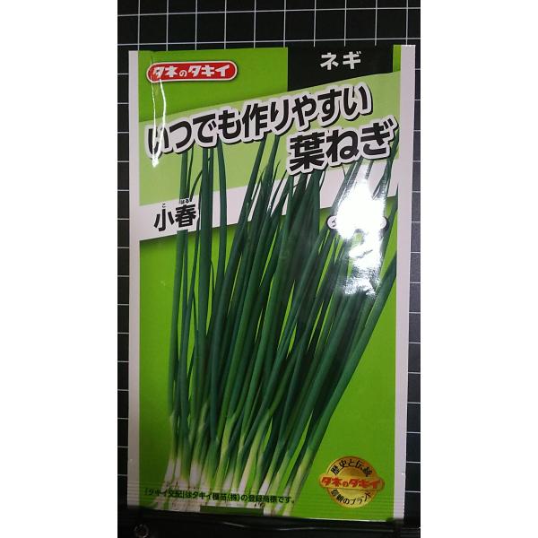 合計350円以下でのご注文は、申し訳ありませんがお受けできなくなっております。在庫切れ防止のため、実際の在庫数より販売可能数を少なく設定しております。まとまった数量をご希望の場合は、お問い合わせください。いろいろな品種を、よりどり３袋以上で...