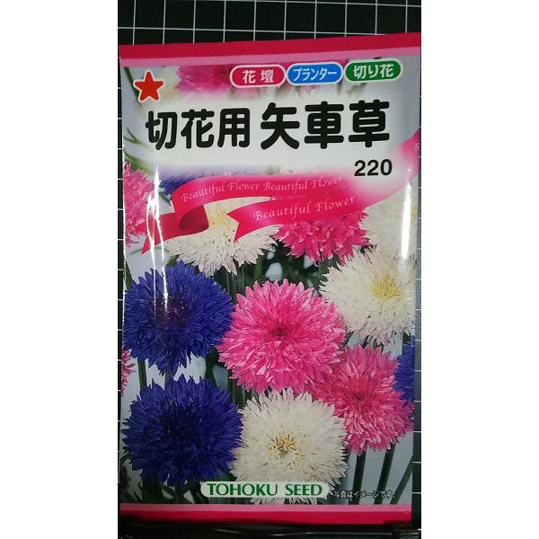 合計350円以下でのご注文は、申し訳ありませんがお受けできなくなっております。在庫切れ防止のため、実際の在庫数より販売可能数を少なく設定しております。まとまった数量をご希望の場合は、お問い合わせください。いろいろな品種を、よりどり３袋以上で...