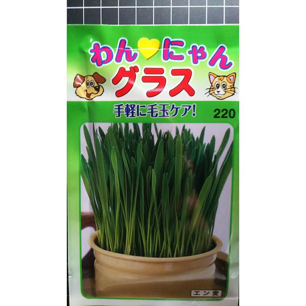 合計350円以下でのご注文は、申し訳ありませんがお受けできなくなっております。在庫切れ防止のため、実際の在庫数より販売可能数を少なく設定しております。まとまった数量をご希望の場合は、お問い合わせください。いろいろな品種を、よりどり３袋以上で...