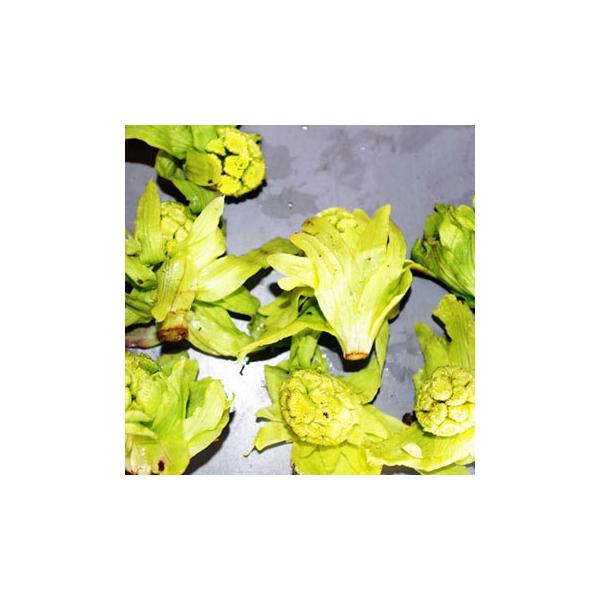 【ご注文前にご確認ください。】山菜は、その年の雪どけや霜の被害により採取時期が安定しません。そのため日時指定・曜日指定・早め希望等の出荷調整は一切お受けできません。また、お仕事やご旅行でご不在日が多いお客様も当店でのご注文をお控えいただけま...