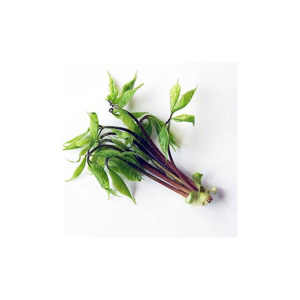 【ご注文前にご確認ください。】霜の被害がでた場合は、いったん採取をお休みします。毎年、採取再開まで長い間お待ちいただいています。せっかくの春の息吹です。イライラせず楽しみにお待ちいただける方のみご注文をお願いします。山菜は、その年の雪どけや...