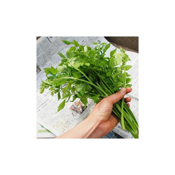 【ご注文前にご確認ください。】山菜は、その年の雪どけや霜の被害により採取時期が安定しません。そのため日時指定・曜日指定・早め希望等の出荷調整は一切お受けできません。また、お仕事やご旅行でご不在日が多いお客様も当店でのご注文をお控えいただけま...