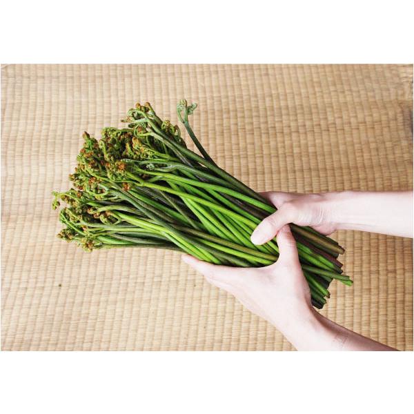 【ご注文前にご確認ください。】山菜は、その年の雪どけや霜の被害により採取時期が安定しません。そのため日時指定・曜日指定・早め希望等の出荷調整は一切お受けできません。また、お仕事やご旅行でご不在日が多いお客様も当店でのご注文をお控えいただけま...