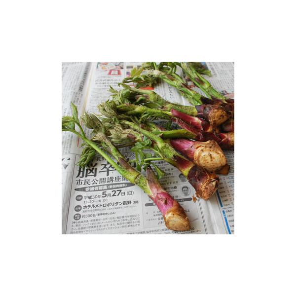 【ご注文前にご確認ください。】山菜は、その年の雪どけや霜の被害により採取時期が安定しません。そのため日時指定・曜日指定・早め希望等の出荷調整は一切お受けできません。また、お仕事やご旅行でご不在日が多いお客様も当店でのご注文をお控えいただけま...