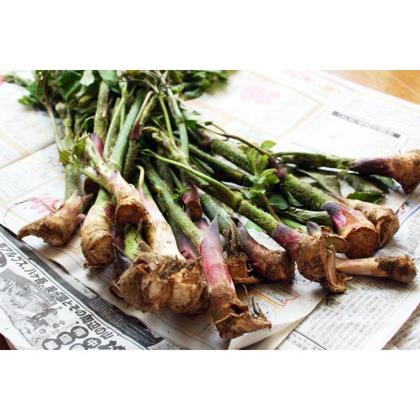 【ご注文前にご確認ください。】山菜は、その年の雪どけや霜の被害により採取時期が安定しません。そのため日時指定・曜日指定・早め希望等の出荷調整は一切お受けできません。また、お仕事やご旅行でご不在日が多いお客様も当店でのご注文をお控えいただけま...