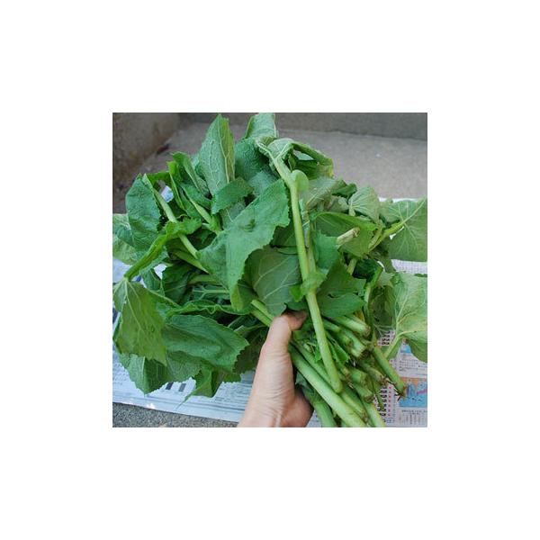 【ご注文前にご確認ください。】山菜は、その年の雪どけや霜の被害により採取時期が安定しません。そのため日時指定・曜日指定・早め希望等の出荷調整は一切お受けできません。また、お仕事やご旅行でご不在日が多いお客様も当店でのご注文をお控えいただけま...