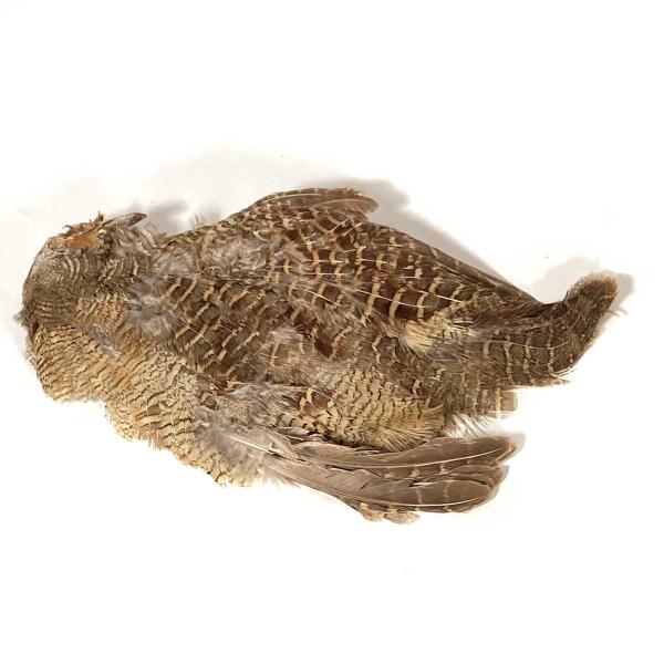 種類：グレイ・フランコリン（雌） ナチュラルスキン（皮付き）内容：背中・ボディ部を中心としたスキン1枚用途：ソフトハックル、ウェットフライ、ニンフ等状態：新品（輸入品）