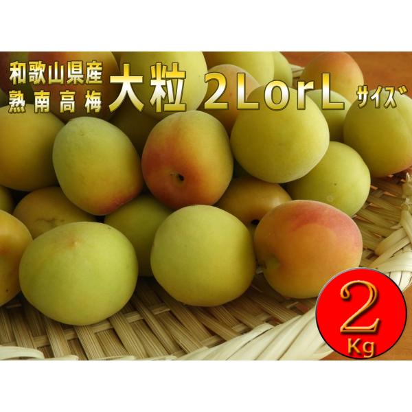 商品情報・＊2kg以上のご購入は数量枠の数字を自由に変更入力してください、合計kg数でまとめ発送。有機肥料使用,減農薬の紀州,和歌山,南高梅,青梅,手摘み,朝採り,新鮮、採りたて,とれたての生梅の実を丁寧に選果した選りすぐりの綺麗な熟南高梅...