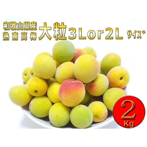 【発売日：2015年06月20日】商品情報・＊2kg以上のご購入は数量枠の数字を自由に変更入力してください、合計kg数でまとめ発送。有機肥料使用,減農薬の紀州,和歌山,南高梅,青梅,手摘み,朝採り,新鮮、採りたて,とれたての生梅の実を丁寧に...