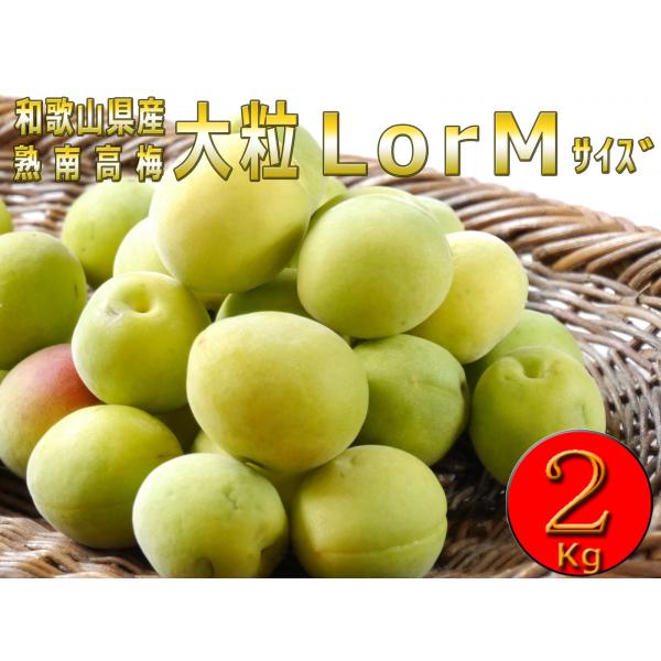 【発売日：2024年02月01日】商品情報・＊2kg以上のご購入は数量枠の数字を自由に変更入力してください、合計kg数でまとめ発送。有機肥料使用,減農薬の紀州,和歌山,南高梅,青梅,手摘み,朝採り,新鮮、採りたて,とれたての生梅の実を丁寧に...