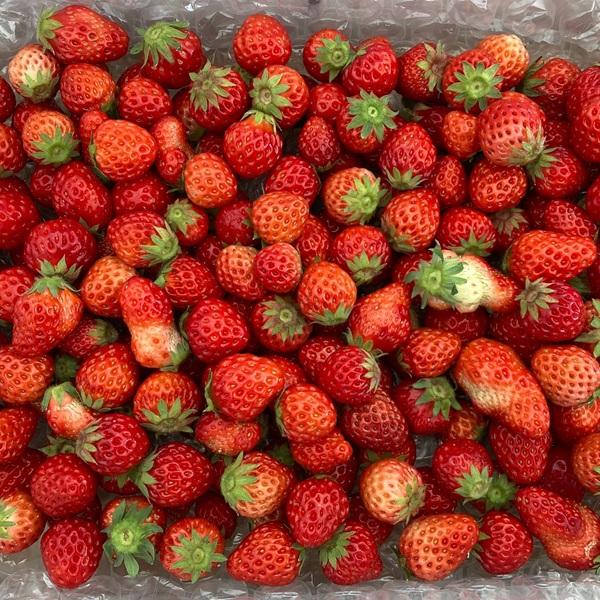 【発売日：2025年12月17日】小さなお子様やご年配の方にもオススメの小さなサイズです真っ赤できらきらの紅ほっぺを毎朝ひとつひとつ収穫し選別しております。美味しく安全なイチゴを収穫できるよう毎日手間ひまかけて育てました。小粒いちごばかりバ...