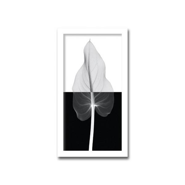 【フレーム付き 絵画 アートフレーム】透き通る花や植物の繊細かつ独特なムードで引きつけられる。透き通る植物のレントゲンアート（X線で投影された植物などの写真）で知られるスティーブン・マイヤーズ／Steven N. Meyersはアメリカ、ワ...