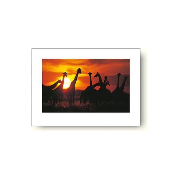 【ポスターと額縁を一緒にご注文される場合の注意事項】輸送費高騰により運営方法に大きな変更が生じましたのでご一読下さい。ポスターと専用サイズの額縁を一緒にご注文頂きましても額装出荷は行えません。この場合、ポスターと額縁はお客様にご指定頂きまし...