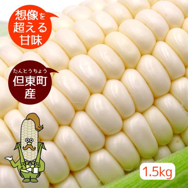 【発送予定】7月下旬以降【収穫しだい順次発送】【1本の重さ・大きさ不揃い】【北海道・沖縄：別途送料】【朝採り！即日発送】トウモロコシは収穫後、呼吸をするため、徐々に甘さが落ちます。 店頭に並ぶとうもろこしは収穫からの時間が経過し、新鮮さが低...