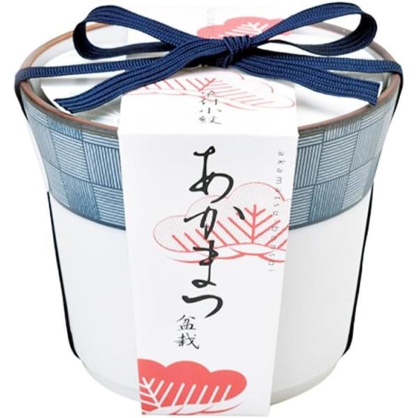 【 聖新陶芸 GD-45204 染付小紋 盆栽栽培セット 赤松 植物栽培セット 母の日 父の日 ギフト プレゼント 景品 学習教材】細やかな藍色の小紋がデザインされた染付けの器で赤松を栽培します。すっきりとしたモダンな柄は、海外からも人気で...