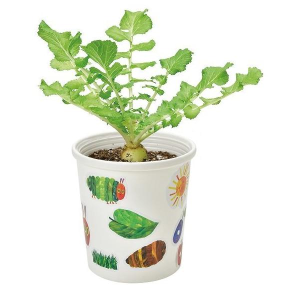 【聖新陶芸 HP-01-02 はらぺこあおむし ぺたぺた＆すくすく栽培セット だいこん 子供向け栽培キット エリックカール ギフト】『はらぺこあおむし(TM)あはじめました』The Very Hungry Caterpillar(TM)wo...