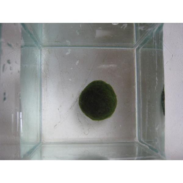 よく北海道のお土産品として売られているマリモです。藻を手で丸めて作られたものです。コロコロかわいいマリモをのんびり眺めて見ませんか？