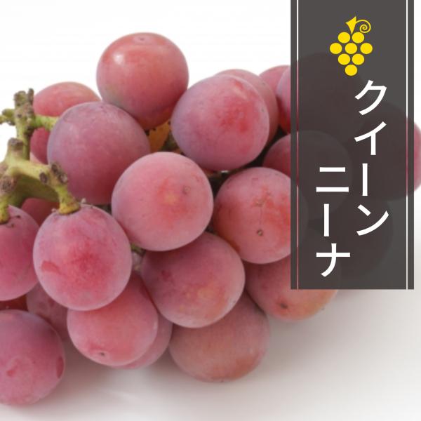 酸味が少なく、糖度が高いため、ぶどうが持つ甘さを存分に楽しめます。香りも非常に高く、口の中に爽やかでやさしい余韻が残ります。※高温多湿だと傷みやすくなるため、新聞紙等でぶどうを一房ずつ包み、直射日光のあたらない冷暗所で保管してください。※品...