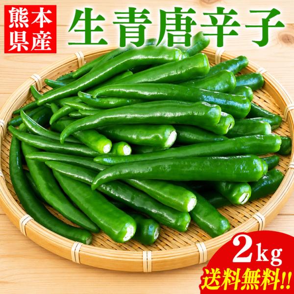 【国産(熊本県産)の辛口青唐辛子】熊本県産の生の青唐辛子です。熊本県で生産された新鮮で辛口な生の青唐辛子を全国各地へお届けします。【発送につきまして】青唐辛子の発送は、収穫次第、順次発送となりますのでお届け日の指定はできません。あらかじめご...