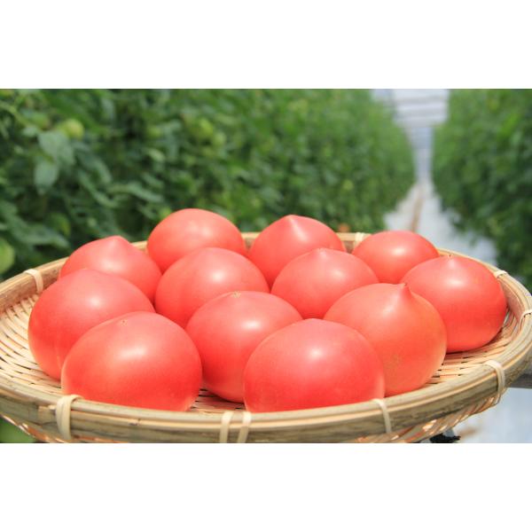 【発売日：2016年10月10日】■内容量：トマト一箱【12〜15個入】※大きさによる※冷蔵便でのお届けです。■生産者：坪井農園　代表　坪井良尚さんよりトマトの品種は桃太郎です。 作り方ひとつで味が変わってきます。つぼいトマトのはこだわりの...