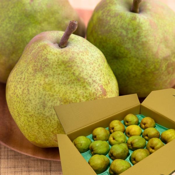 商品詳細商品名:ラフランス産地名:山形県産お届け方法:常温便送料:送料無料（沖縄・一部離島は1,400円）内容量:5kg 18〜12玉お届け時期:11月上旬〜12月下旬（生育状況により前後する場合があります）お届け日指定:対応不可