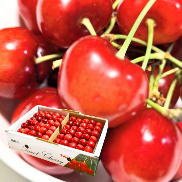 酸味控えめで甘みが強い人気のさくらんぼ「紅秀峰（べにしゅうほう）」を山形から産地直送でお届け。旬のおいしさをご賞味ください。《並び詰め》熟練の職人がさくらんぼ一粒一粒の色付きや形の良いものを見極め、丁寧に詰めた「並び詰め」。容器の形に合わせ...