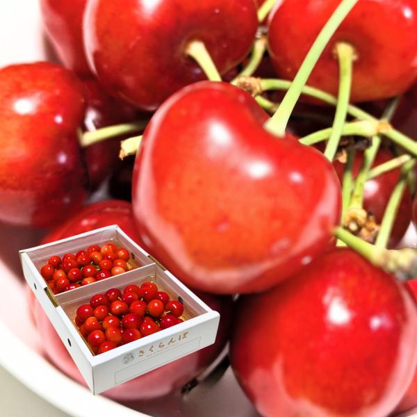 酸味控えめで甘みが強い人気のさくらんぼ「紅秀峰（べにしゅうほう）」を山形から産地直送でお届け。旬のおいしさをご賞味ください。《バラ詰め》ボリュームいっぱいに旬の贅沢を楽しめる「バラ詰め」。鮮度が命のさくらんぼを、最も美味しい瞬間にたっぷりと...