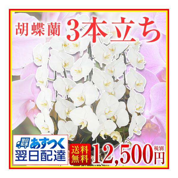 ★胡蝶蘭3本立ち（コチョウラン）鉢花・生花胡蝶蘭大輪3本立ち26輪前後（蕾含む）ファーストラブ小輪ミディ胡蝶蘭3本立ち胡蝶蘭中輪3本立ち※色は時期により異なるミディ胡蝶蘭（小輪）3本立ち花色：白大輪・白赤・ピンク・ミックス胡蝶蘭3種を基本と...
