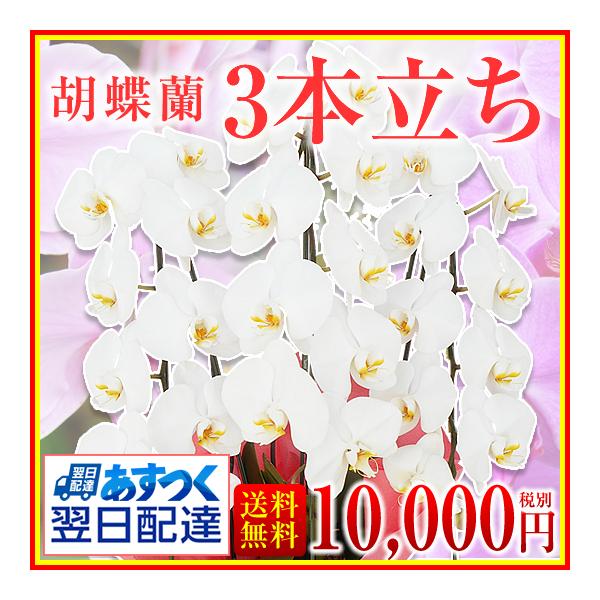 ★胡蝶蘭3本立ち（コチョウラン）鉢花・生花胡蝶蘭大輪3本立ち24輪〜27輪（蕾含む）ファーストラブ小輪ミディ胡蝶蘭3本立ち胡蝶蘭中輪3本立ち※色は時期により異なるミディ胡蝶蘭（小輪）3本立ち花色：白大輪・白赤・ピンク・ミックス胡蝶蘭3種を基...