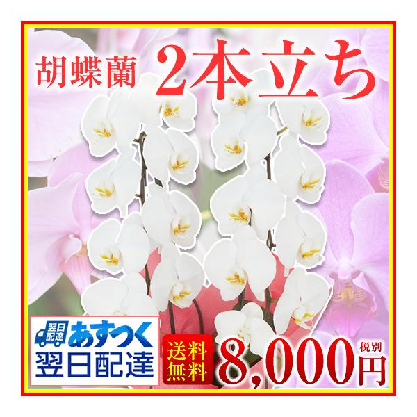 ★胡蝶蘭大輪2本立ち（コチョウラン）鉢花・生花胡蝶蘭12〜16輪（蕾含む）花色：白大輪・白赤を基本とし2種類からお選びできます。開花時期により花の種類が異なります※※開花状態により第二希望になる場合がござます。花の種類が変更する場合がござい...