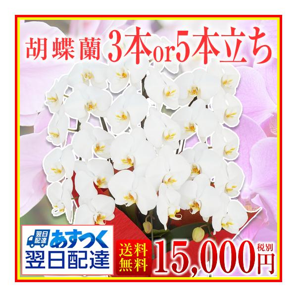 ★胡蝶蘭3本立ち　又は★胡蝶蘭5本立ち（コチョウラン）鉢花・生花胡蝶蘭28輪〜32輪(蕾含む)胡蝶蘭大輪を基本とし中輪・小輪も販売する時期がございます。花色：白大輪・ピンクを基本とし3本立ち又は5本立ちからお選びできます。開花時期により花の...