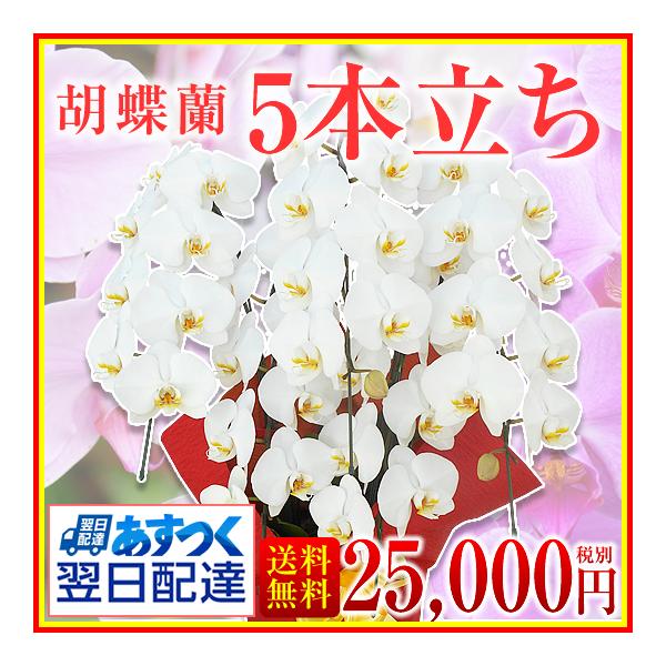 ★胡蝶蘭5本立ち（コチョウラン）鉢花・生花胡蝶蘭36輪〜40輪(蕾含む)胡蝶蘭大輪を基本とし中輪・小輪も販売する時期がございます。花色：白大輪・白赤・ピンクを基本とし5本立ち花色をお選びできます。開花時期により花の種類が異なります※ファース...