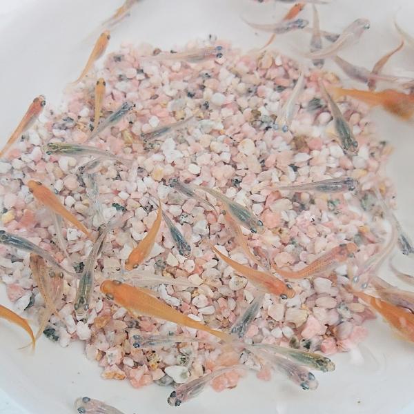 ミックスメダカ成魚 25匹のセットです。色々なカラーのめだかを楽しみたいかたにオススメのセットです。size2cm前後のメダカになります。季節や在庫により変化いたします。基本交雑種は入っておりませんが、選別おちなどが大半となっております。サ...