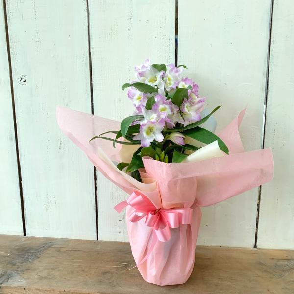 【発売日：2026年02月11日】ピンク系おまかせデンドロビュームギフト。陶器鉢入りで高級感あり！優しいイメージの春の蘭の代表花サイズ高さ約30cm　幅約20cmメインで写っている寄せ植えのみの価格です。他に写りこんだ寄せ植え、棚、雑貨など...