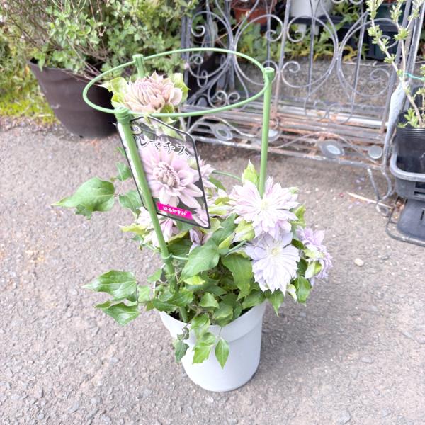 【発売日：2026年04月21日】母の日クレマチス春かすみ5号鉢春霞をイメージした柔らかな花色が魅力の「春かすみ」。つる性植物の女王と称されるクレマチスの中でも、和の趣を感じさせる繊細で上品な品種です。母の日のギフトに最適です。5月２〜６日...