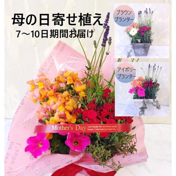 【発売日：2026年05月09日】母の日お花の寄せ植え遅れてごめんね旬な花苗や鉢を華やかに春らしく組み合わせてお届け！カーネーションとラベンダーや、季節のお花など春のお花をバスケットに組み合わせてお作りします。サイズ高さ約〜30〜cm　幅約...