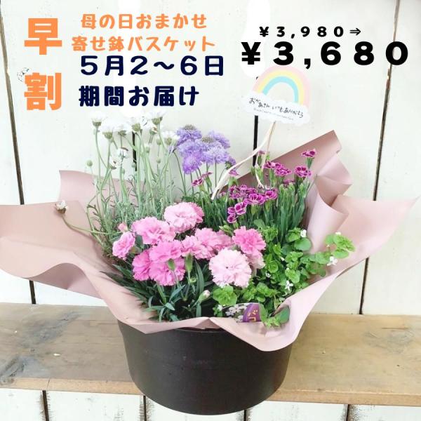 【発売日：2026年04月05日】GW期間早着でお得にフラワーギフト母の日お花の寄せかご旬な花苗や鉢を華やかに春らしく組み合わせてお届け！その時の仕入れでカーネーションとマーガレットや、季節のお花など春のお花をバスケットに組み合わせてお作り...