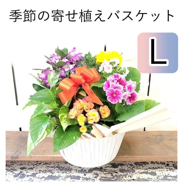 【発売日：2025年03月13日】春のお花の寄せかご旬な花苗や鉢を華やかに春らしく組み合わせてお届け！その時の仕入れでマーガレットや、オブコニカ・ラナンキュラス・メラコイデス・ビオラ・ハボタン・ポリアン・ジュリアンなど春のお花をバスケットに...