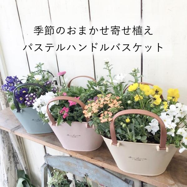 【発売日：2025年10月03日】旬なおまかせ花苗などをやさしいパステルカラーのプランターに植え込んであります。↓必ずご確認ください↓画像は作品例です。そのときどきでお花は変わりますので到着をお楽しみに！ラッピングは￥200で有料です。ギフ...