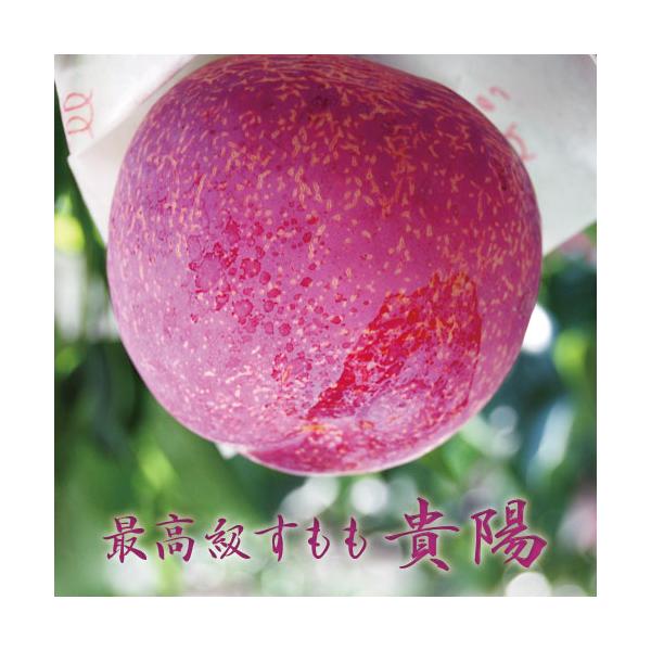 ≪商品情報≫【商品名】高級プラム(すもも)　貴陽（きよう）【商品内容】山梨県南アルプス市産の貴陽　約1.5kg（6〜7玉入り）【出荷目安】・7月20日頃から順次発送「配達日」の指定は受付出来ません。ご了承ください。【生産者(生産地)】ふかさ...