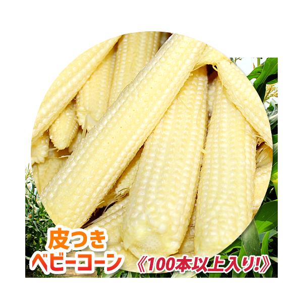 ≪商品情報≫【商品名】皮つきベビーコーン　（ヤングコーン）【商品内容】皮付きベビーコーン 100本以上入り（50本以上入り×2箱）【出荷目安】5月中旬頃より発送予定（5月末頃まで）※収穫に合わせての発送の為、発送時期は毎年異なり、天候によっ...