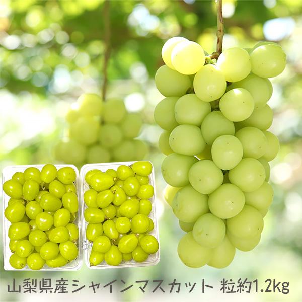【商品名】山梨県産 シャインマスカット（種なし） 粒売り【商品内容】2パック入り（合計約1.2kg）【規格】産地直送用特別選抜品【生産地】山梨県【配送方法】当社指定配送業者にて通常便扱い【送料】お届け先が北海道・九州・沖縄・離島エリアの場合...