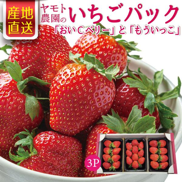 【商品名】山梨県産 ヤモト農園のいちご【商品内容】「おいCベリー」または「もういっこ」 6粒〜15粒入り（240g）×3パック※品種は選べません。【生産者(生産地)】ヤモト農園（山梨県甲斐市）【配送方法】当社指定運送会社の常温便　※3月以降...