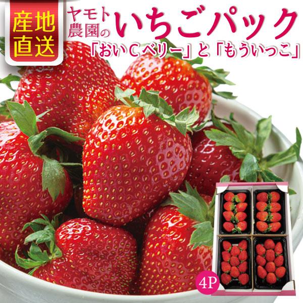 【商品名】山梨県産 ヤモト農園のいちご【商品内容】「おいCベリー」または「もういっこ」 6粒〜15粒入り（240g）×4パック※品種は選べません。【生産者(生産地)】ヤモト農園（山梨県甲斐市）【配送方法】当社指定運送会社の常温便　※3月以降...