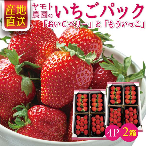 【商品名】山梨県産 ヤモト農園のいちご【商品内容】「おいCベリー」または「もういっこ」 6粒〜15粒入り（240g）×4パックを2箱　※合計8パック※品種は選べません。【生産者(生産地)】ヤモト農園（山梨県甲斐市）【配送方法】当社指定運送会...